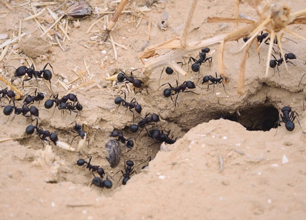 AIMVO Pest Control in Lakewood, Colorado - AIMVO