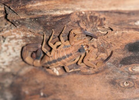 Guide to Scorpion Hunting in Arizona - AIMVO Pest Control