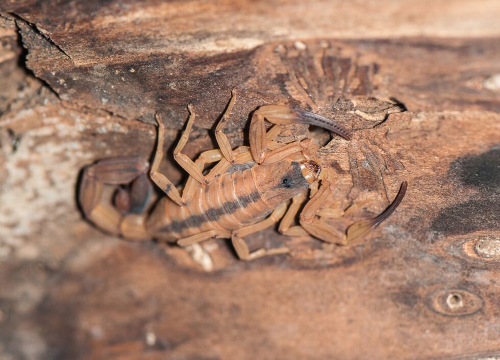 Scorpions in Arizona: Everything You Need to Know - AIMVO