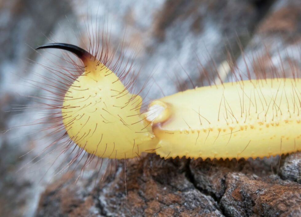 Scorpions in Arizona: Everything You Need to Know - AIMVO